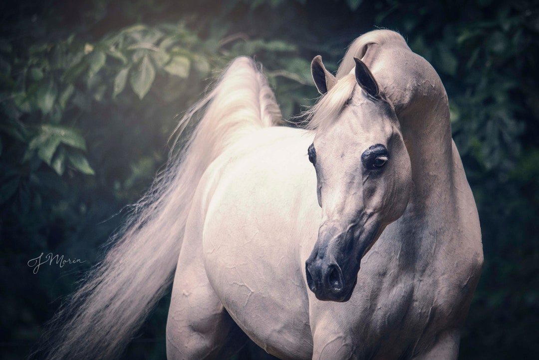 White Arabian Horse Fine Art Photo Print - Etsy