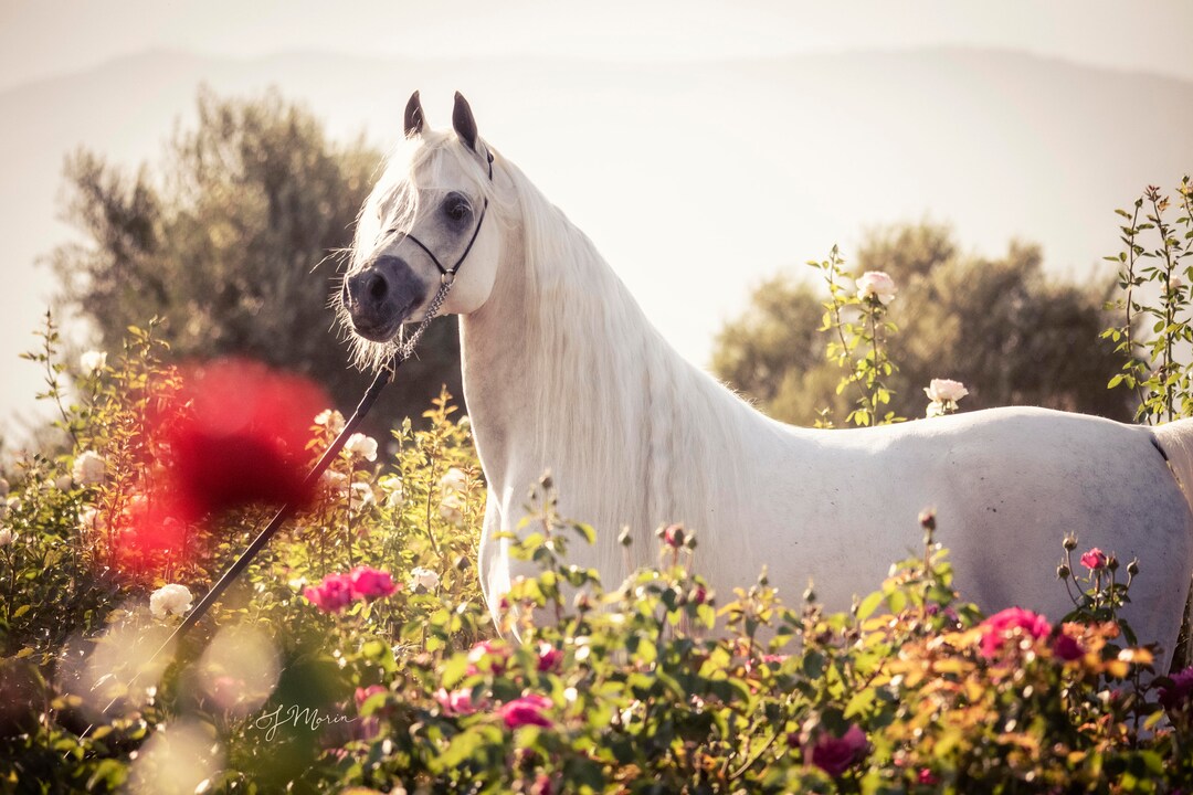 Arabian Stallion Rose Garden Fine Art Photo Print - Etsy