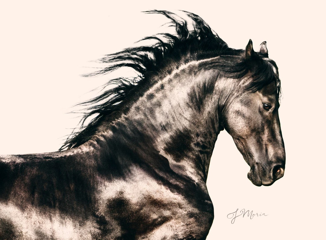 Friesian Stallion on White Fine Art Photo Print - Etsy