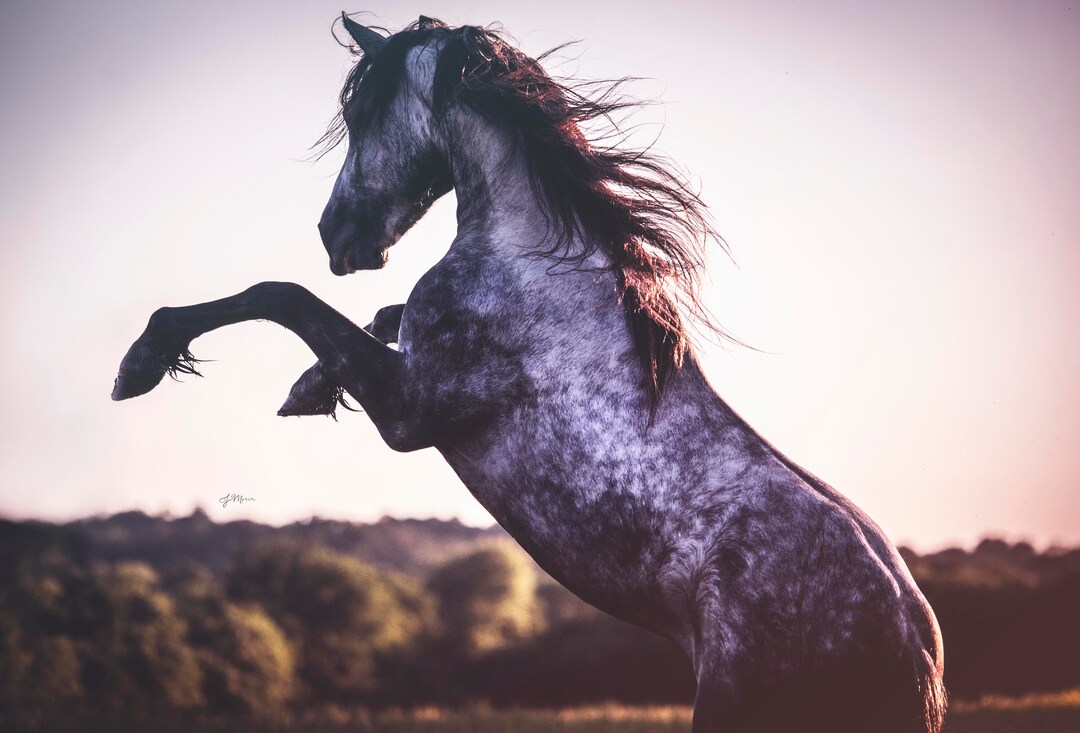 Warlander Stallion Equine Fine Art Print - Etsy