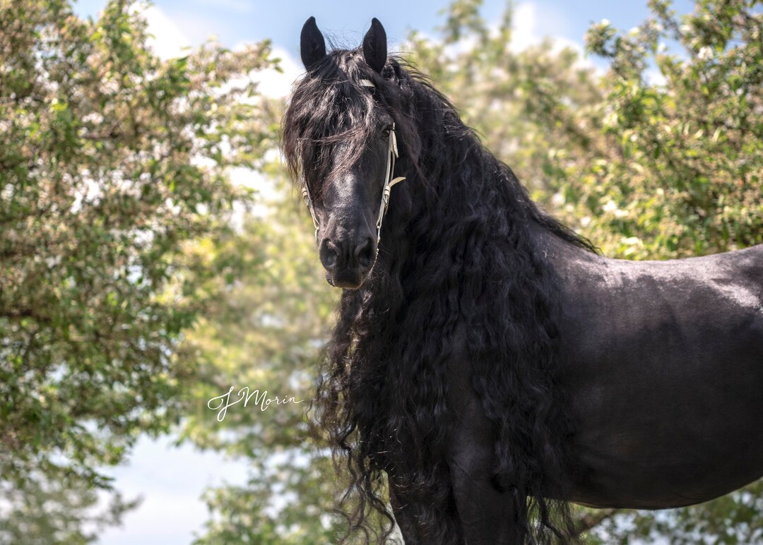 Friesian in the Garden Fine Art Photo Print - Etsy