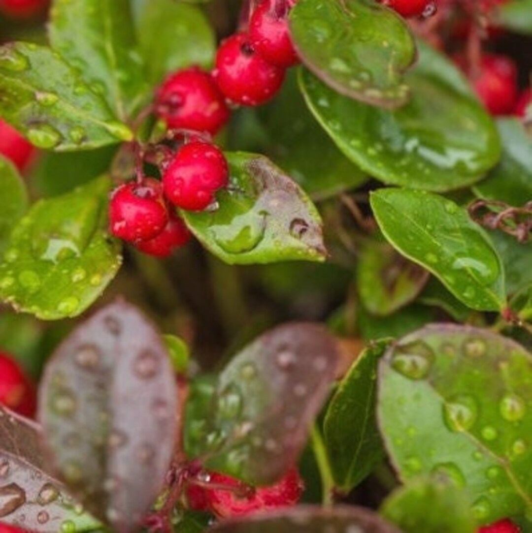Dried Wintergreen Plant Witchcraft Apothecary Herb - Etsy