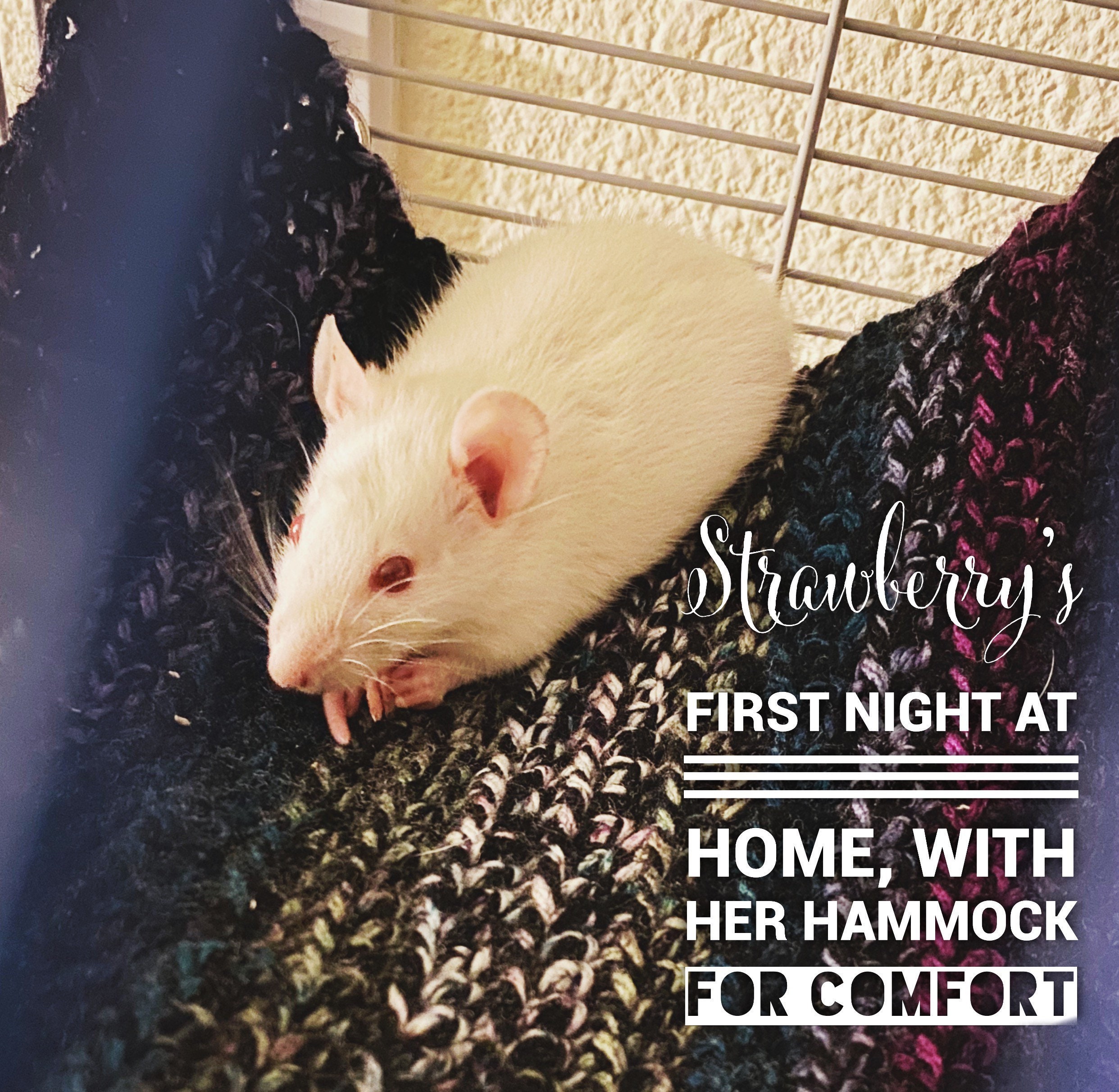 Crocheted Hammock for Rats Mice Hamsters Ferrets Small - Etsy