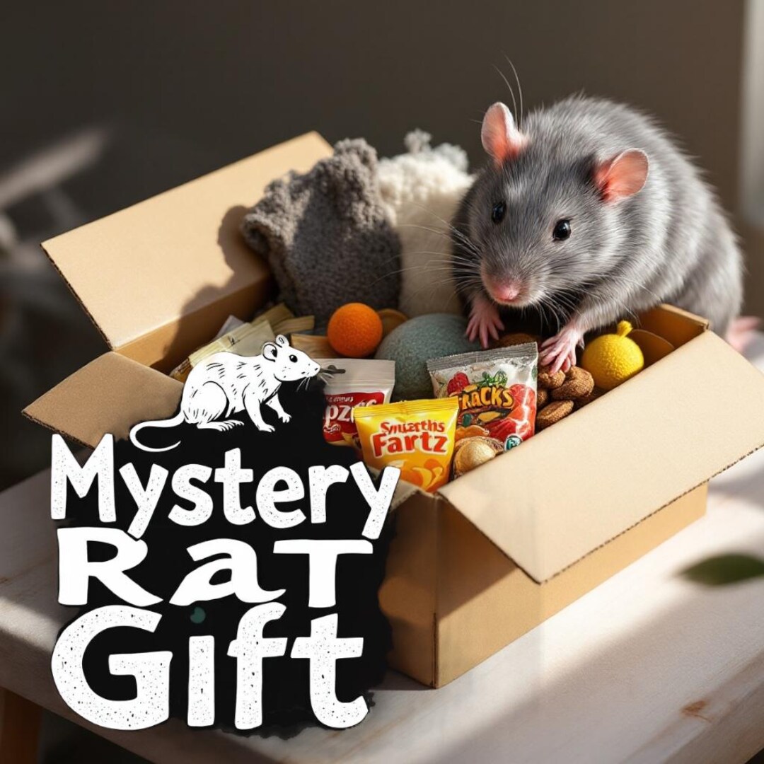 Mystery Rat Gift Box, Could Include Toys, Treats, and Hammocks - Etsy