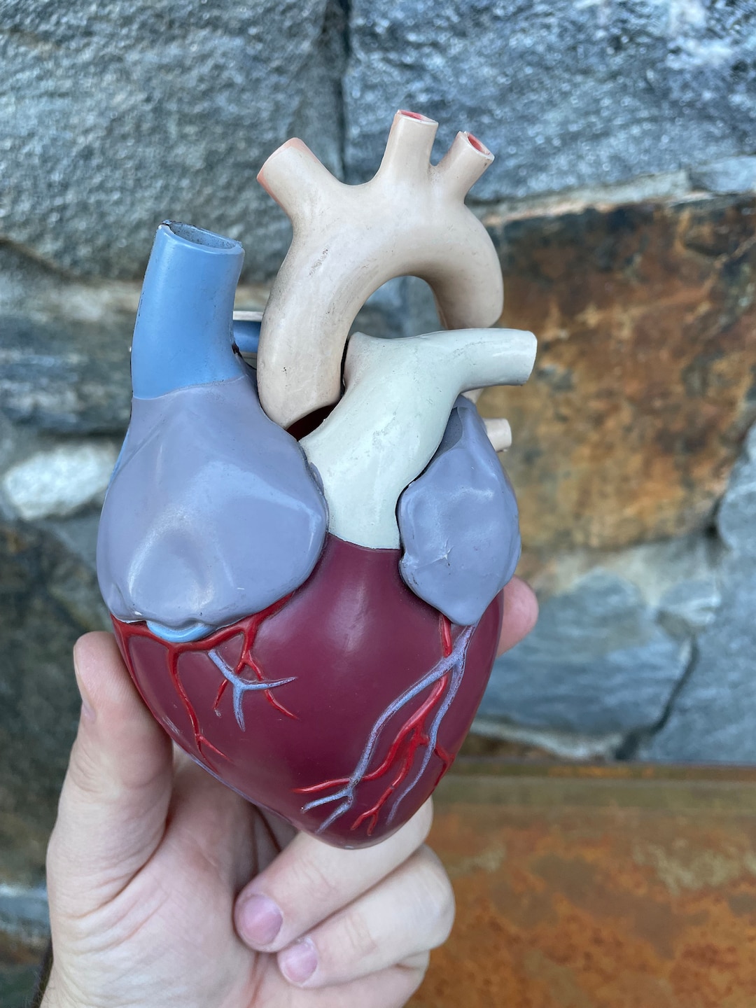 Vintage Medical Model 1959 Heart Physicians Anatomy Model by Merck - Etsy
