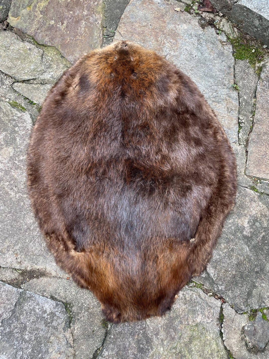Beaver Pelt, Enormous 29x40, Soft Tanned - Etsy