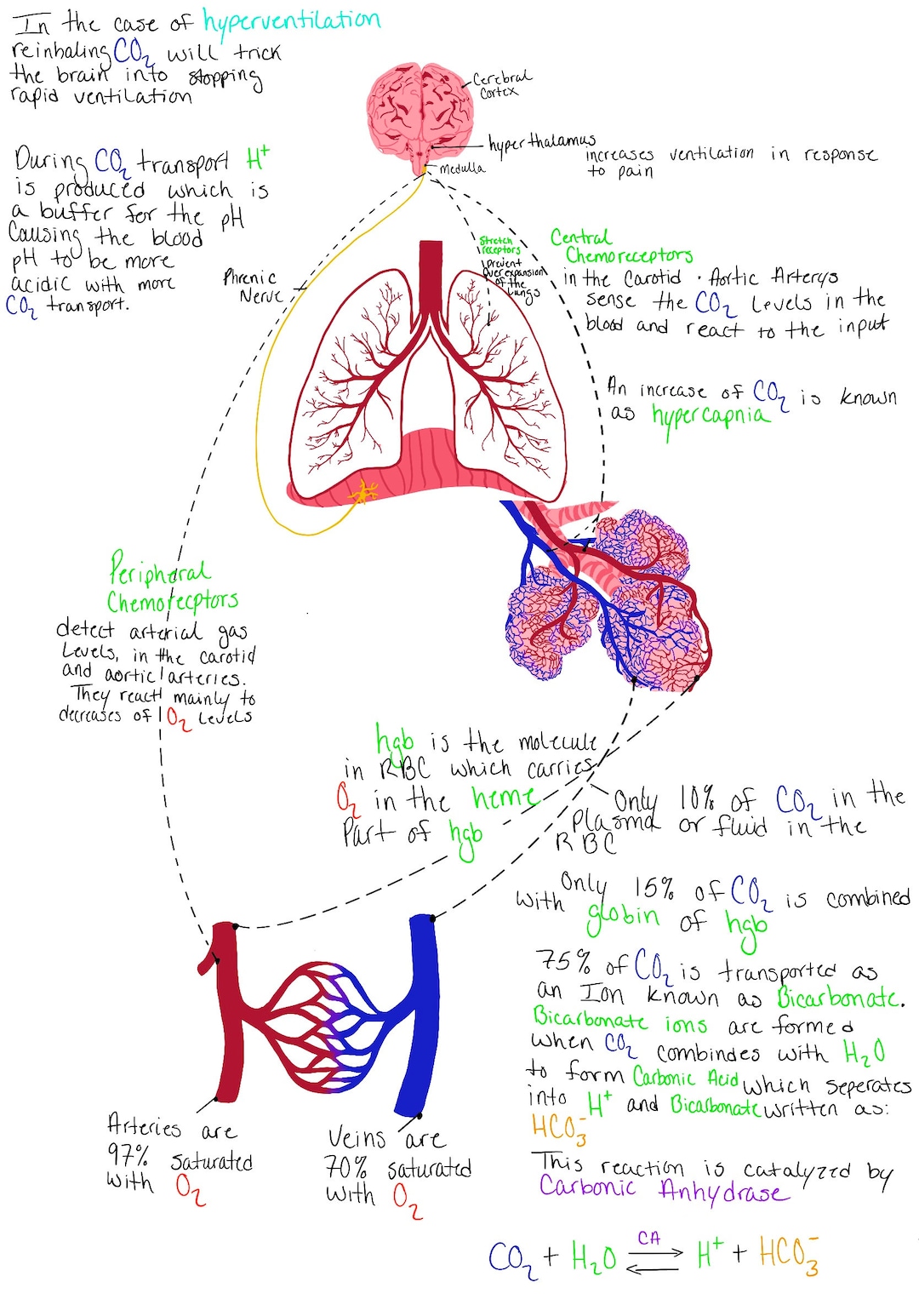 Nursing School Respiratory System Breakdown Cheat Sheet Digital ...