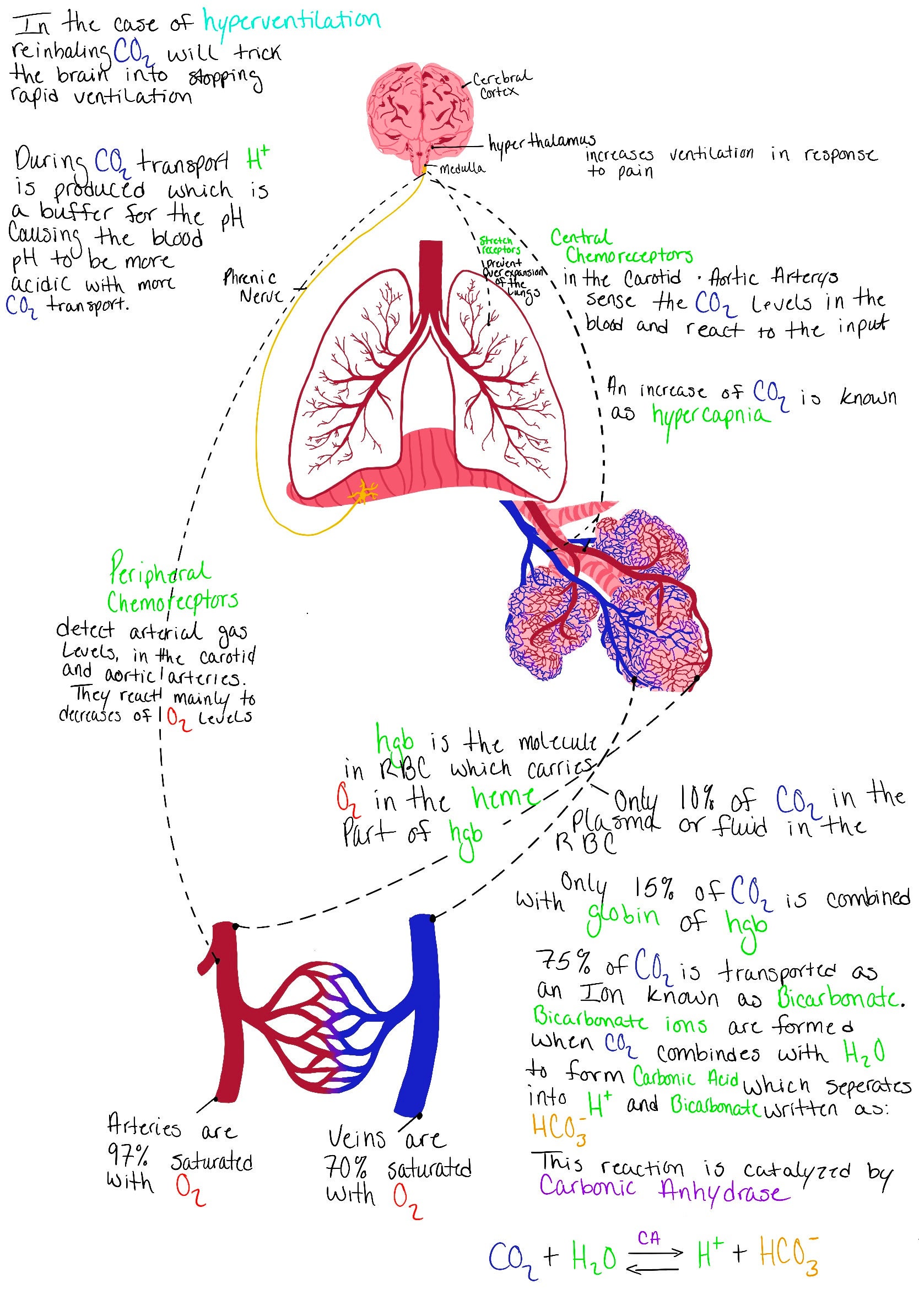 Nursing School Respiratory System Breakdown Cheat Sheet Digital ...