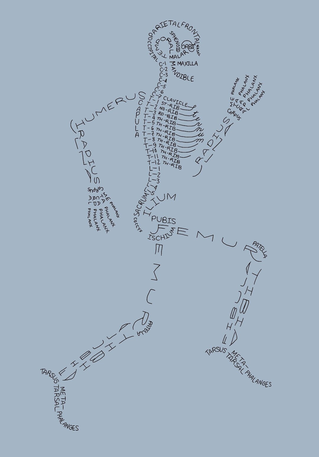 Skeleton Breakdown Digital Art Skeletal System Nursing School Cheat ...