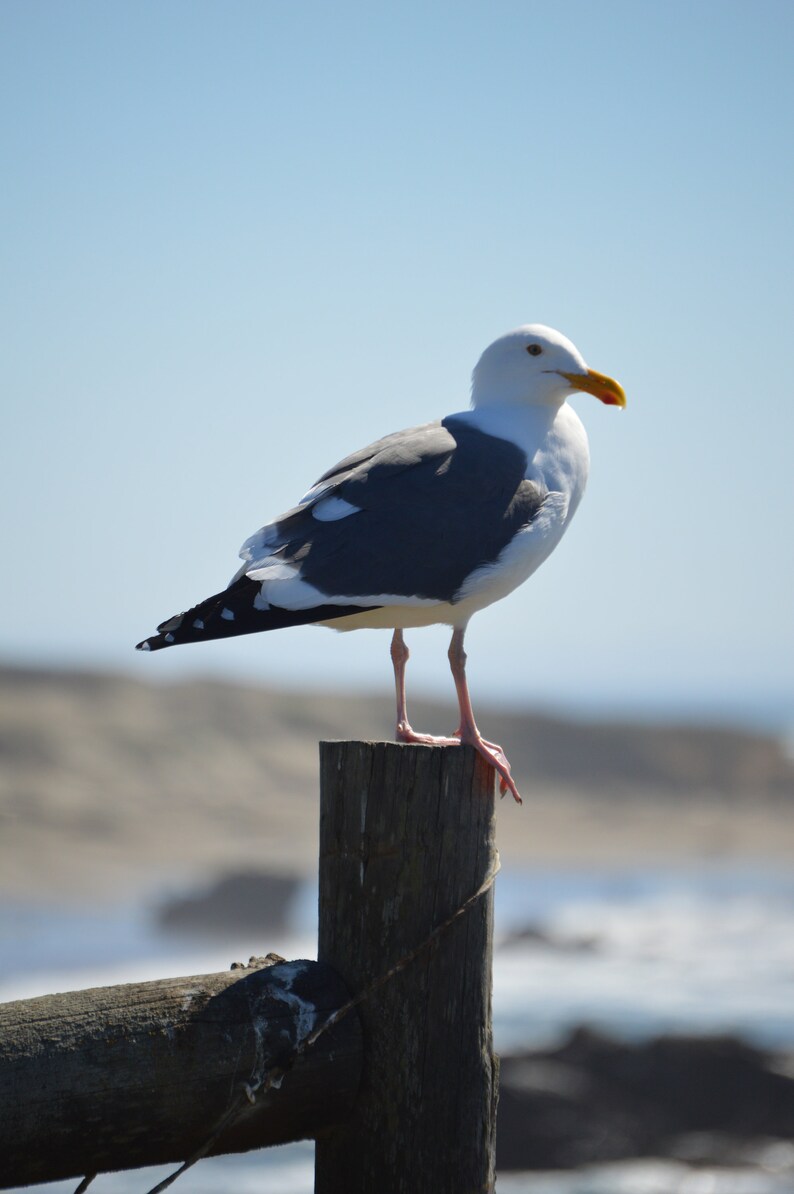 Seagull Serenity: A Feathered Observer's Perspective - Etsy