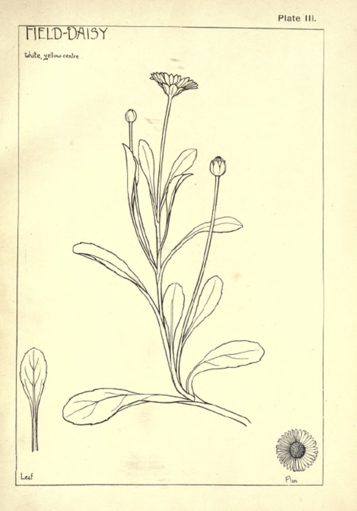 NATURE DRAWING and DESIGN With 12 Plants and 100 Illustrations - Etsy