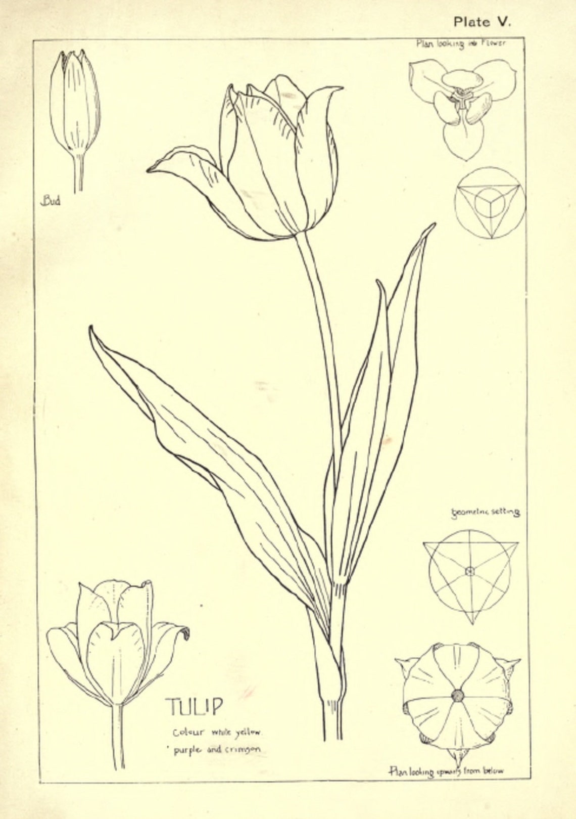 NATURE DRAWING and DESIGN With 12 Plants and 100 Illustrations - Etsy