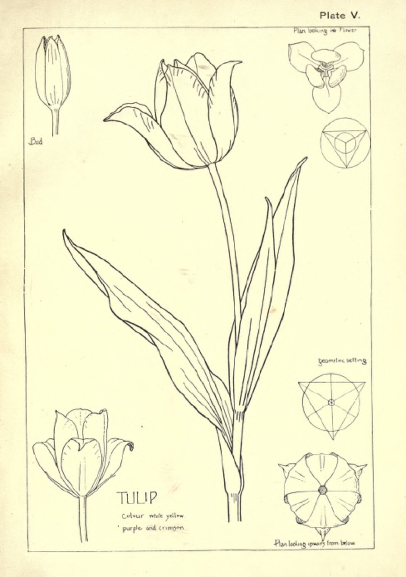 NATURE DRAWING and DESIGN With 12 Plants and 100 Illustrations ...