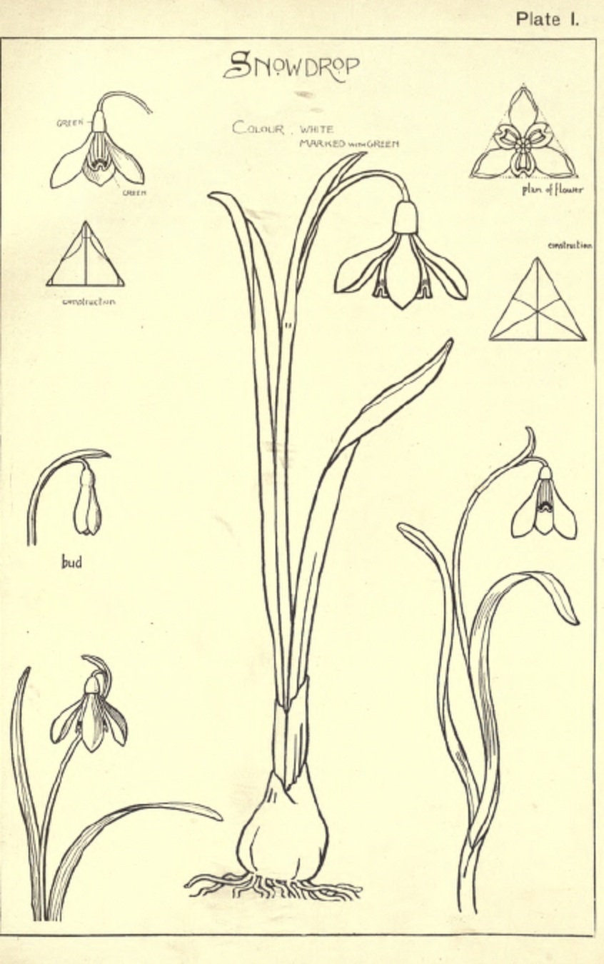 NATURE DRAWING and DESIGN With 12 Plants and 100 Illustrations ...