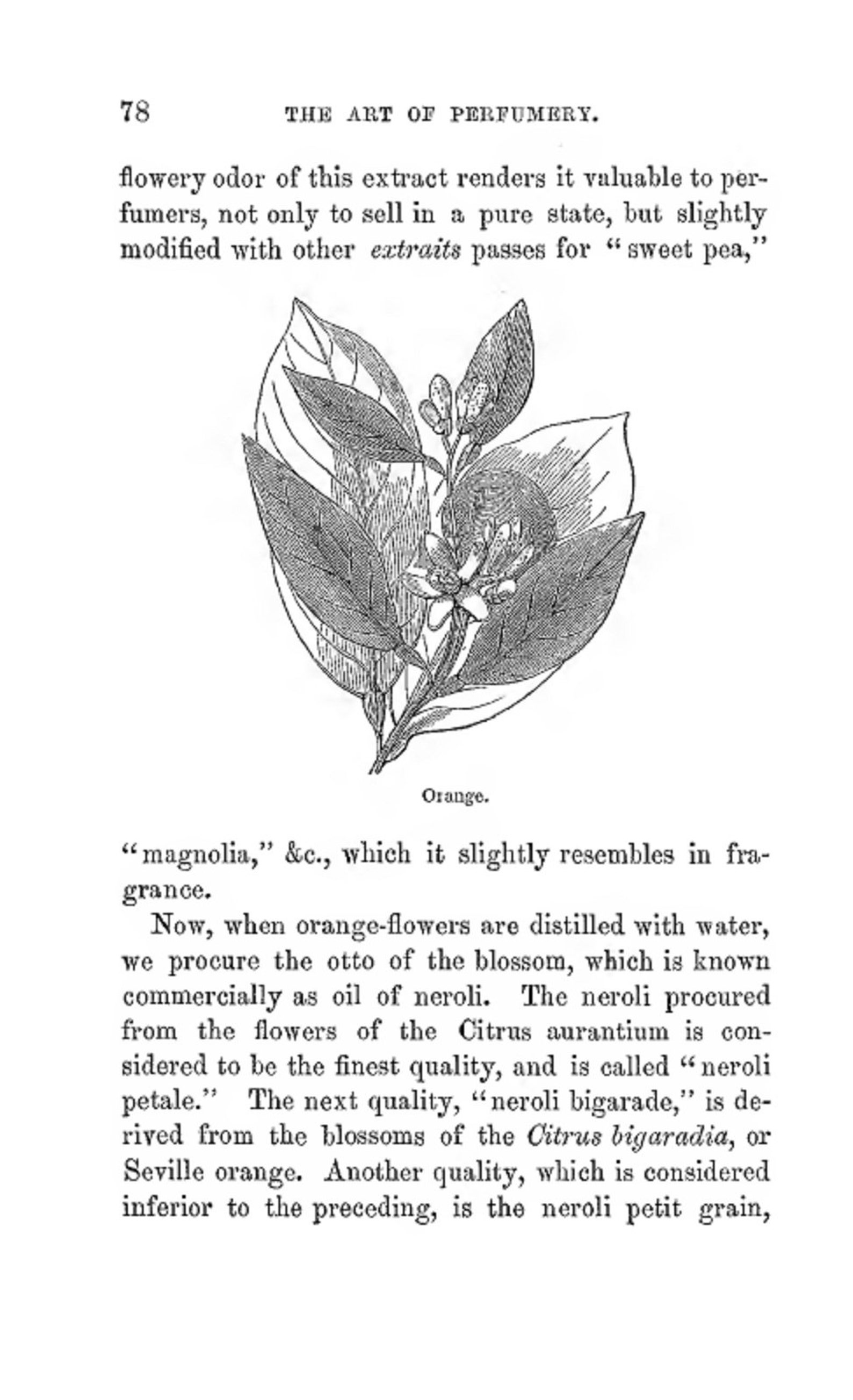 The ART of PERFUMERY and Method of Obtaining the Odors of Plants - How ...