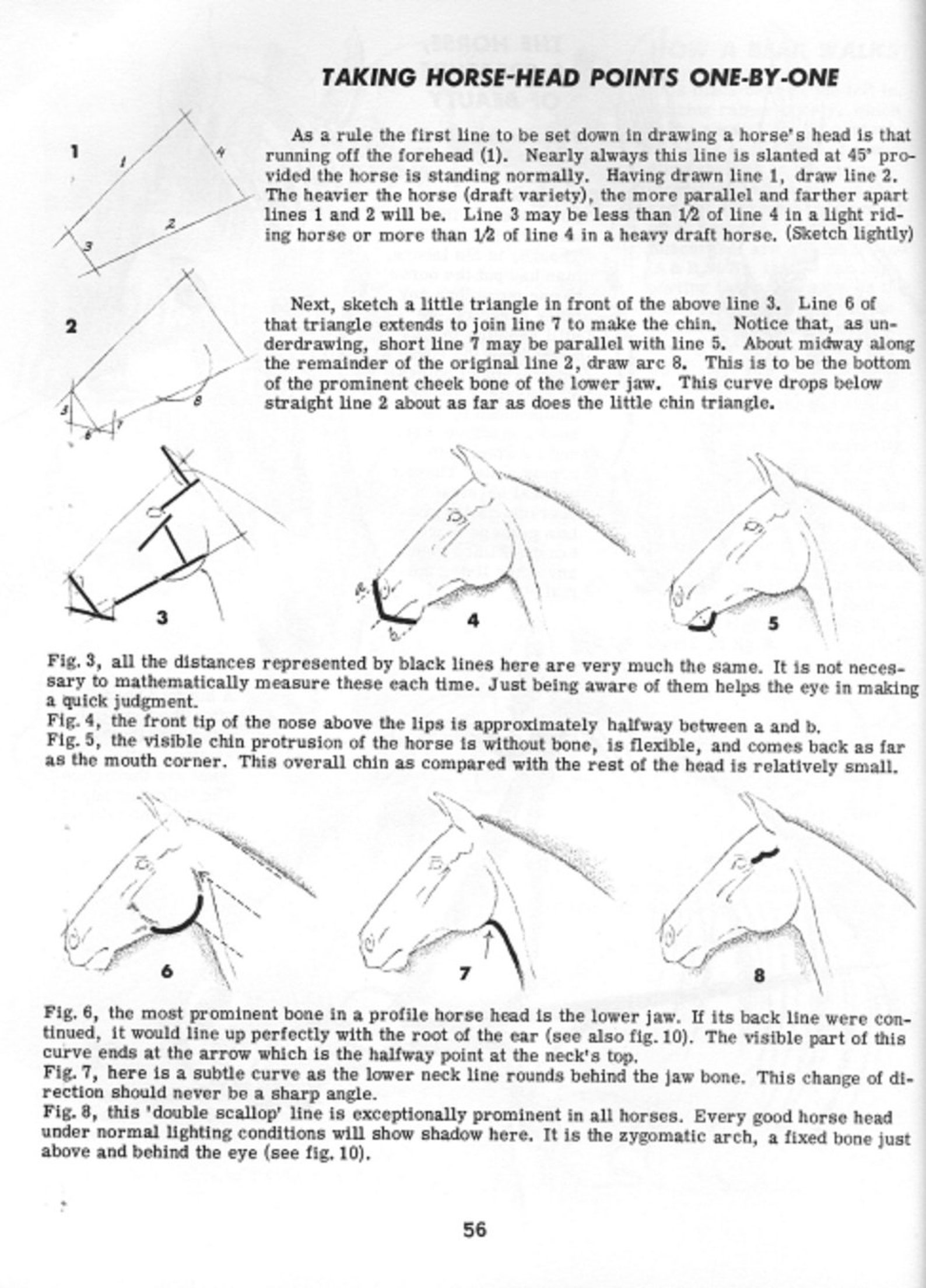 How to Draw Animals Instructions for Drawing Animals With More Than a ...