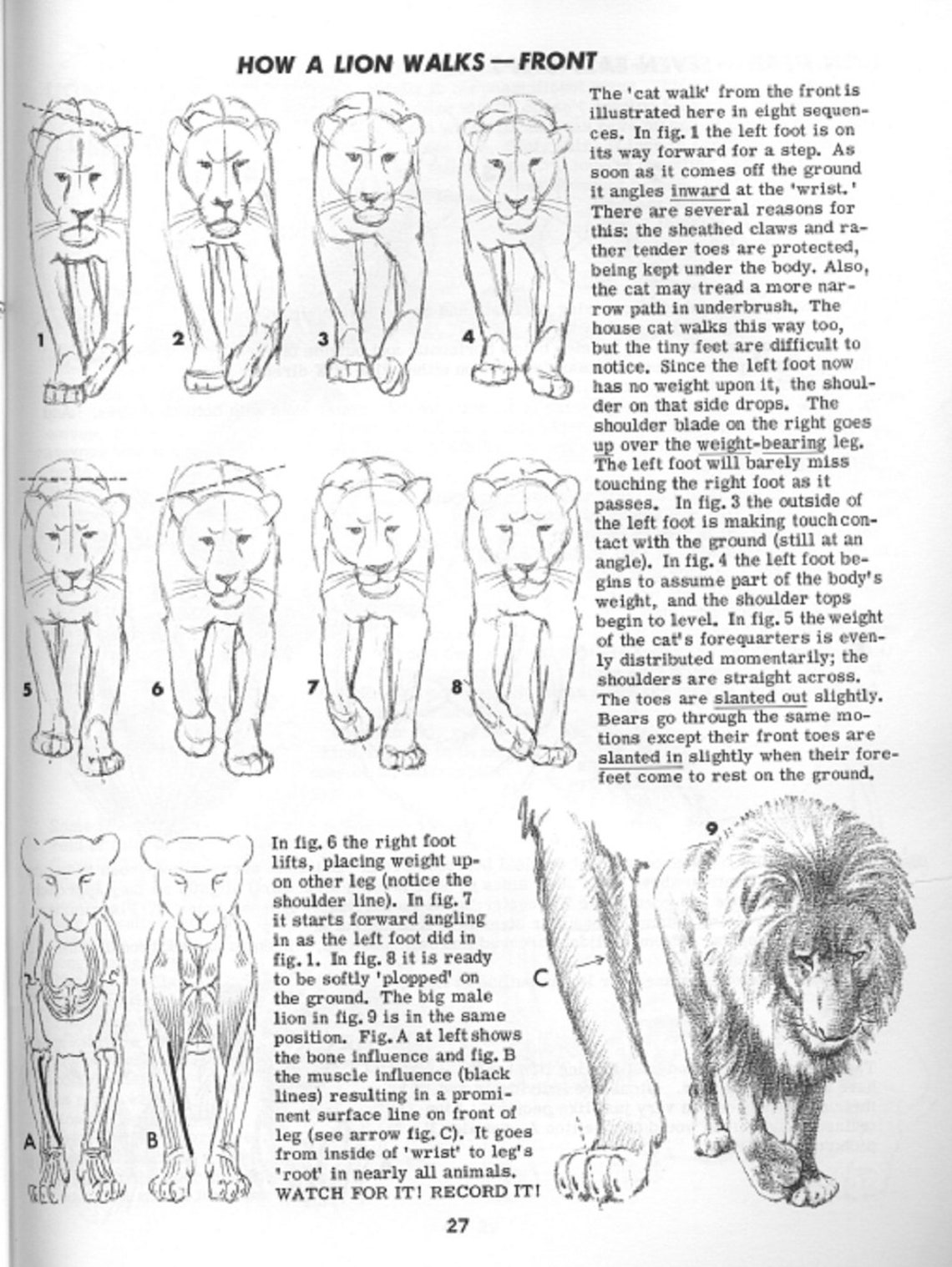 How to Draw Animals Instructions for Drawing Animals With More Than a ...