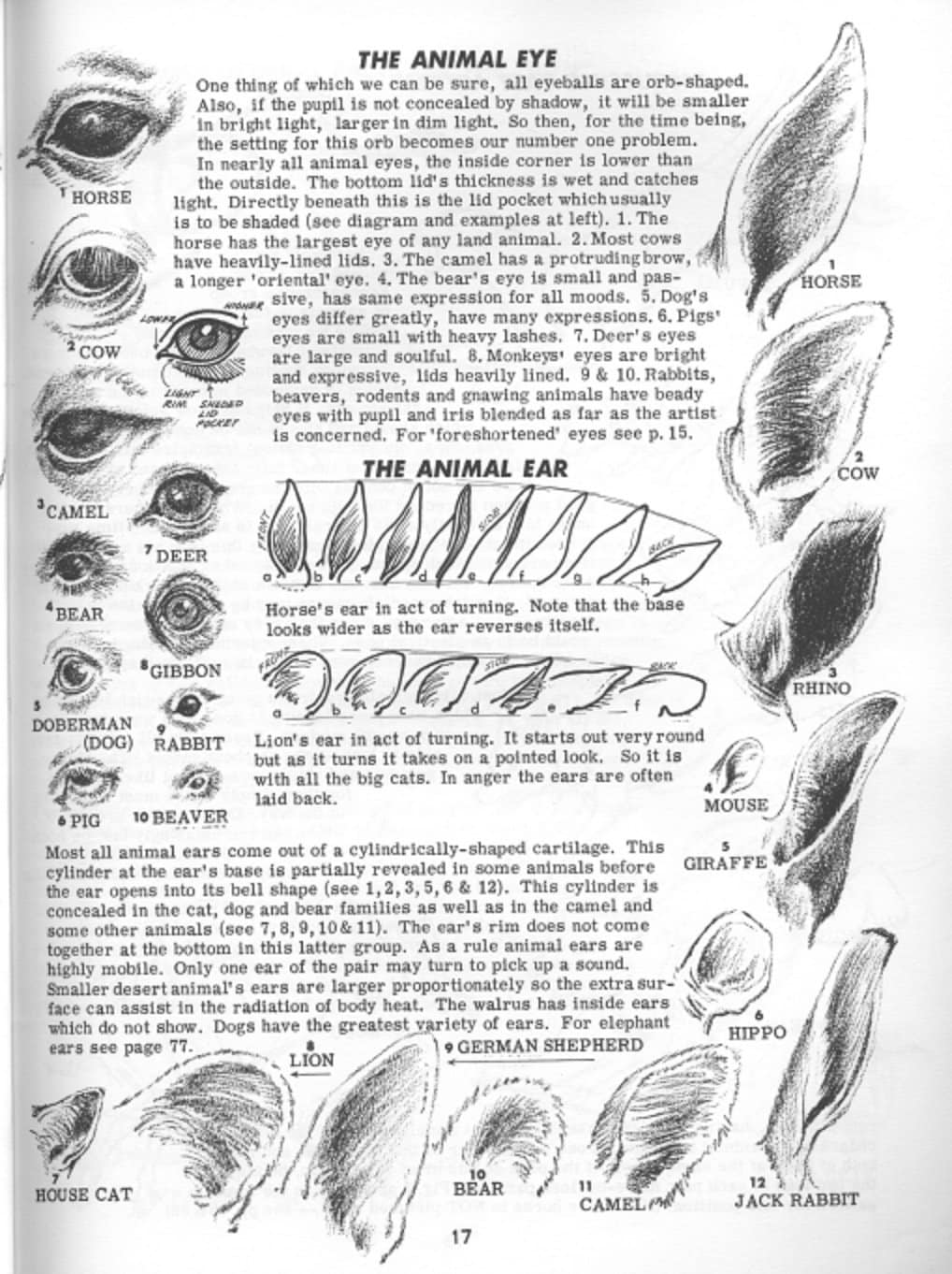 How to Draw Animals Instructions for Drawing Animals With More Than a ...