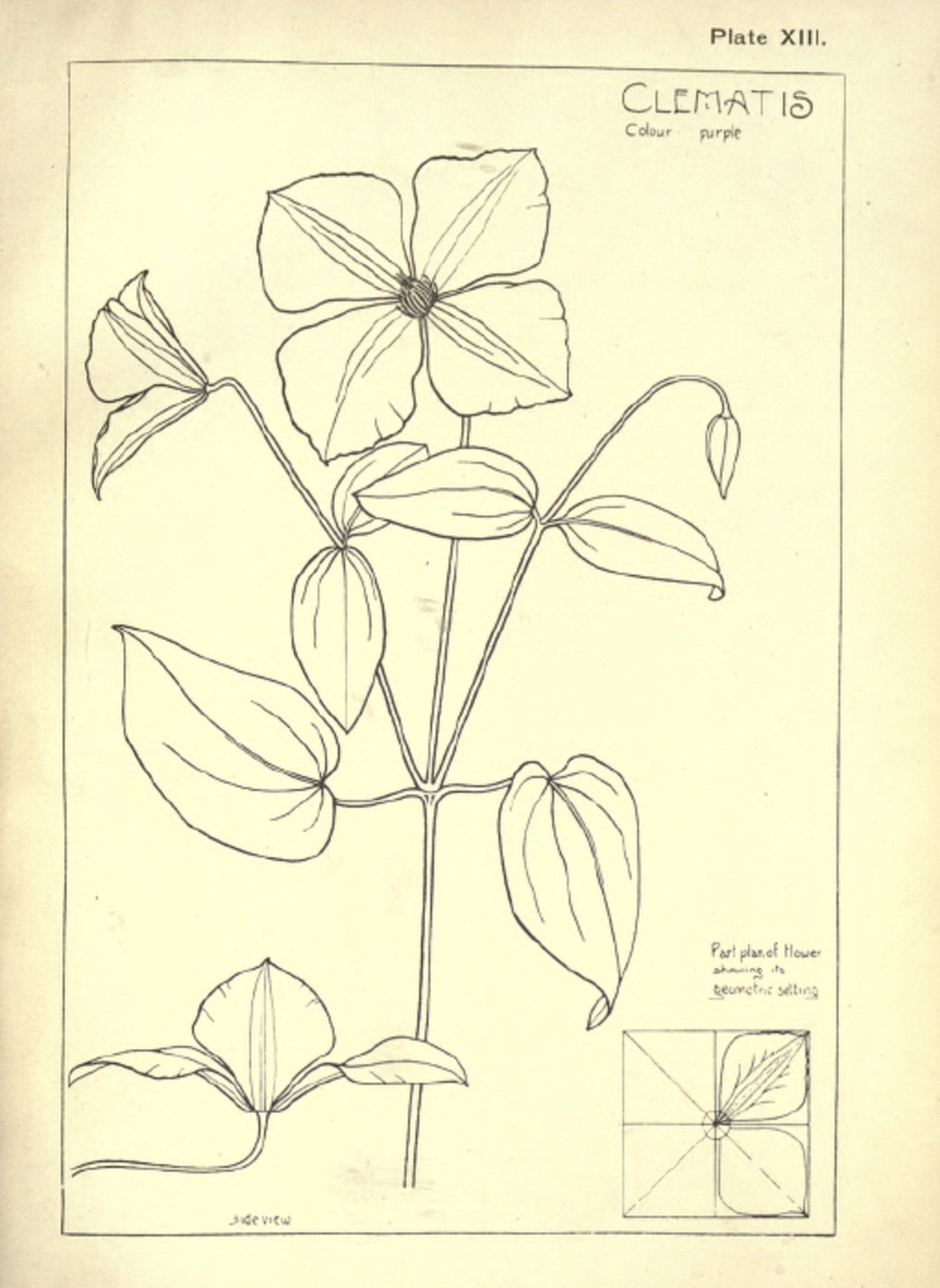 NATURE DRAWING and DESIGN With 12 Plants and 100 Illustrations - Etsy