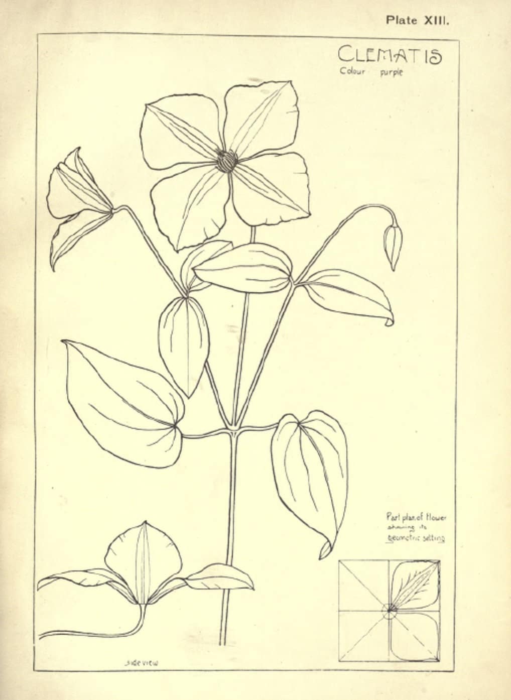 NATURE DRAWING and DESIGN With 12 Plants and 100 Illustrations - Etsy