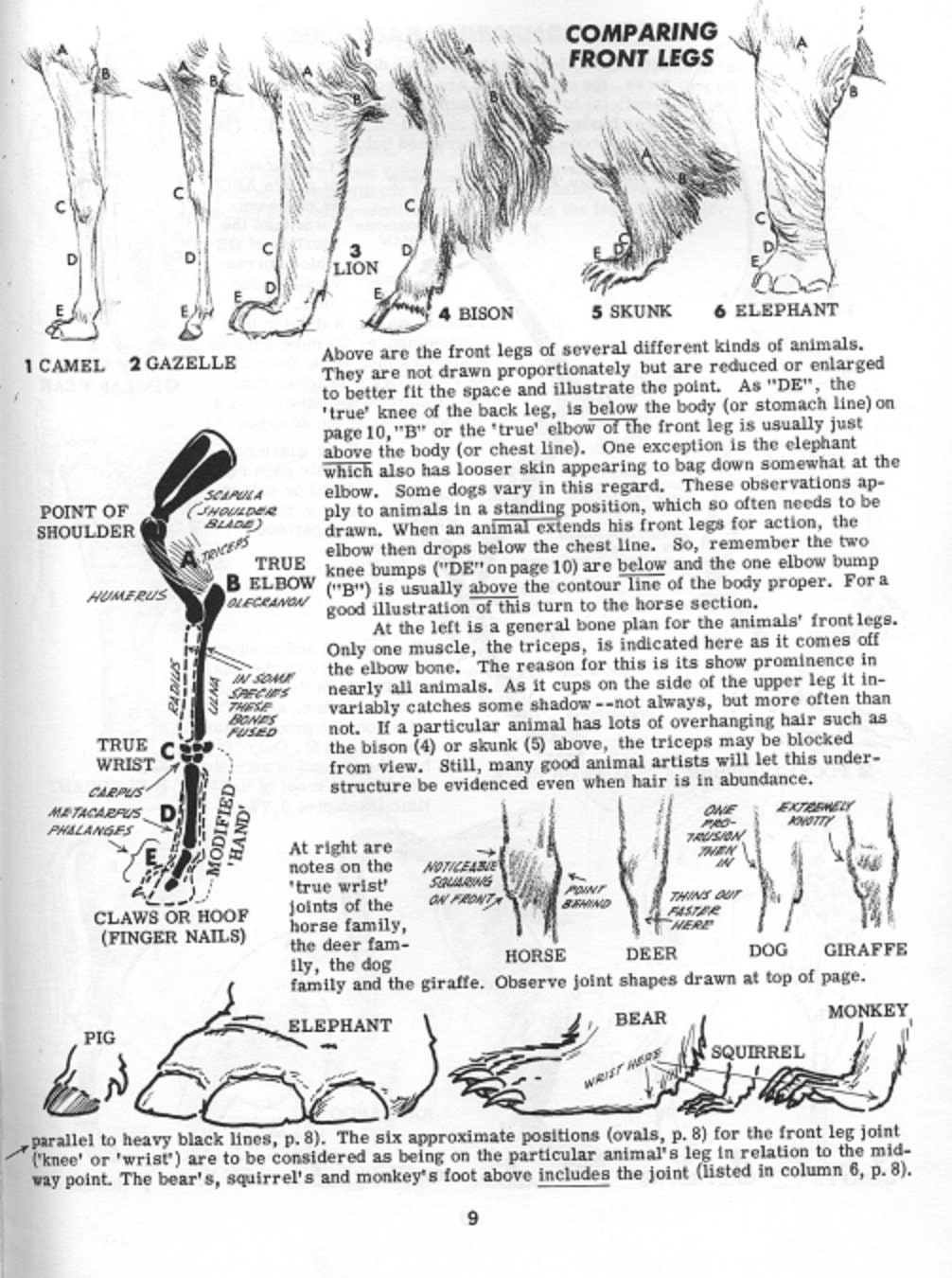 How to Draw Animals Instructions for Drawing Animals With More Than a ...