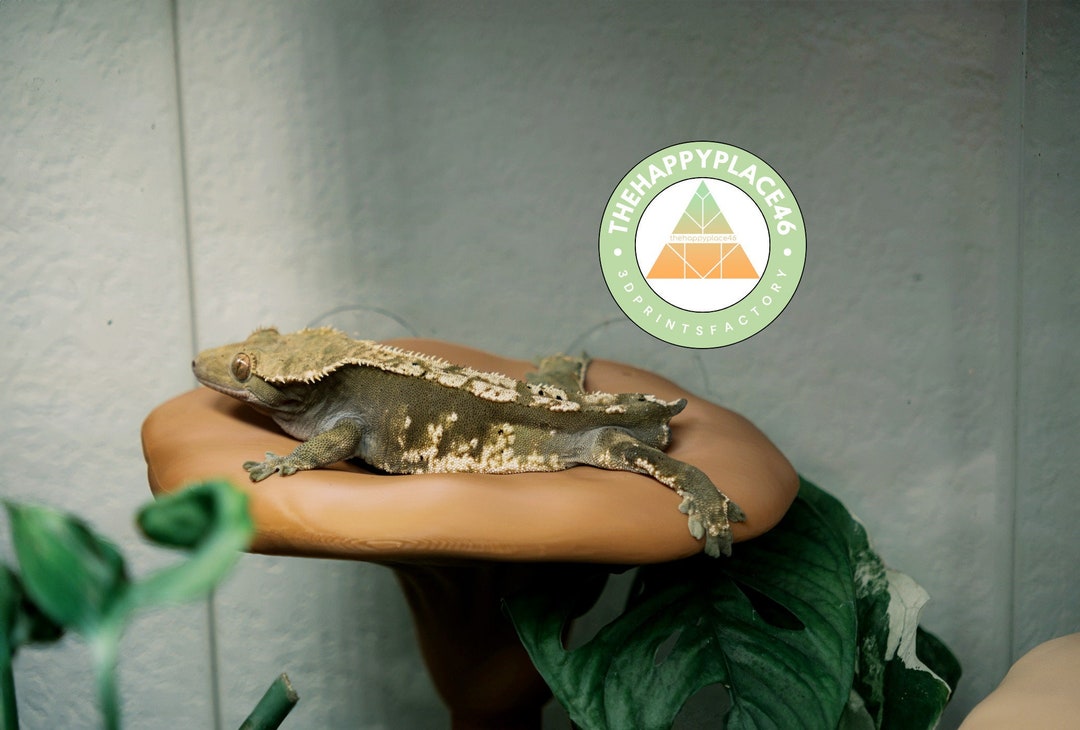 Tree Frog and Gecko Hanging Mushroom Ledge - Etsy