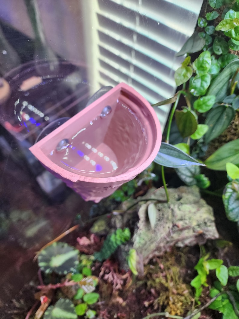 Frog and Reptile Hanging Pot Terrarium Decor - Etsy