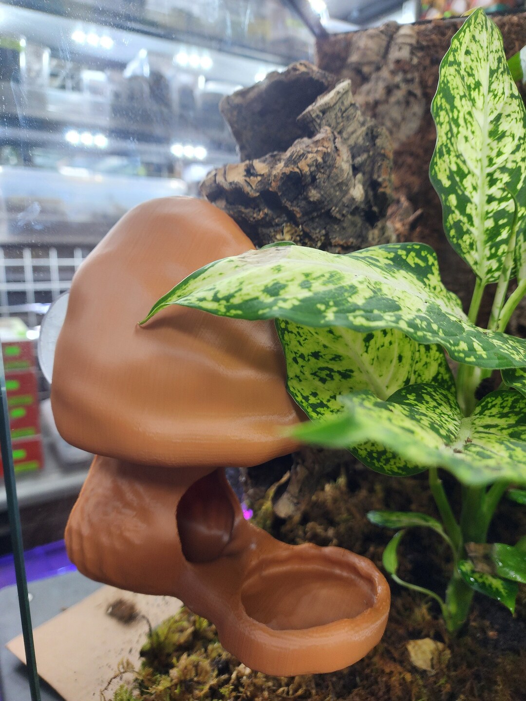 Crested Gecko Mushroom Hide With Insect Feeder - Etsy