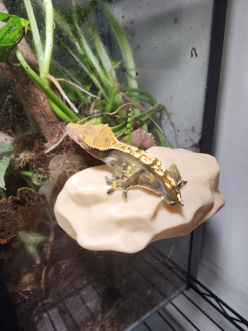 Hanging Gecko Ledge: Terrarium Rock or Feeder Decor Suction Cups ...