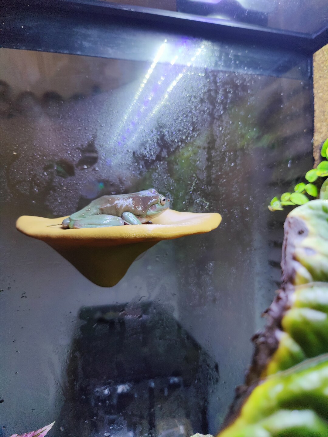 Frog and Gecko Hanging Mushroom Platform - Etsy