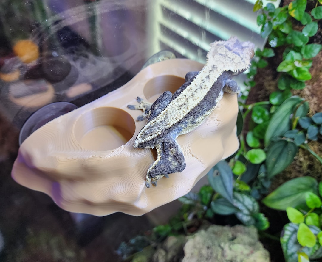 Crested Gecko Feeding Ledge Rock Feeder Ledge - Etsy