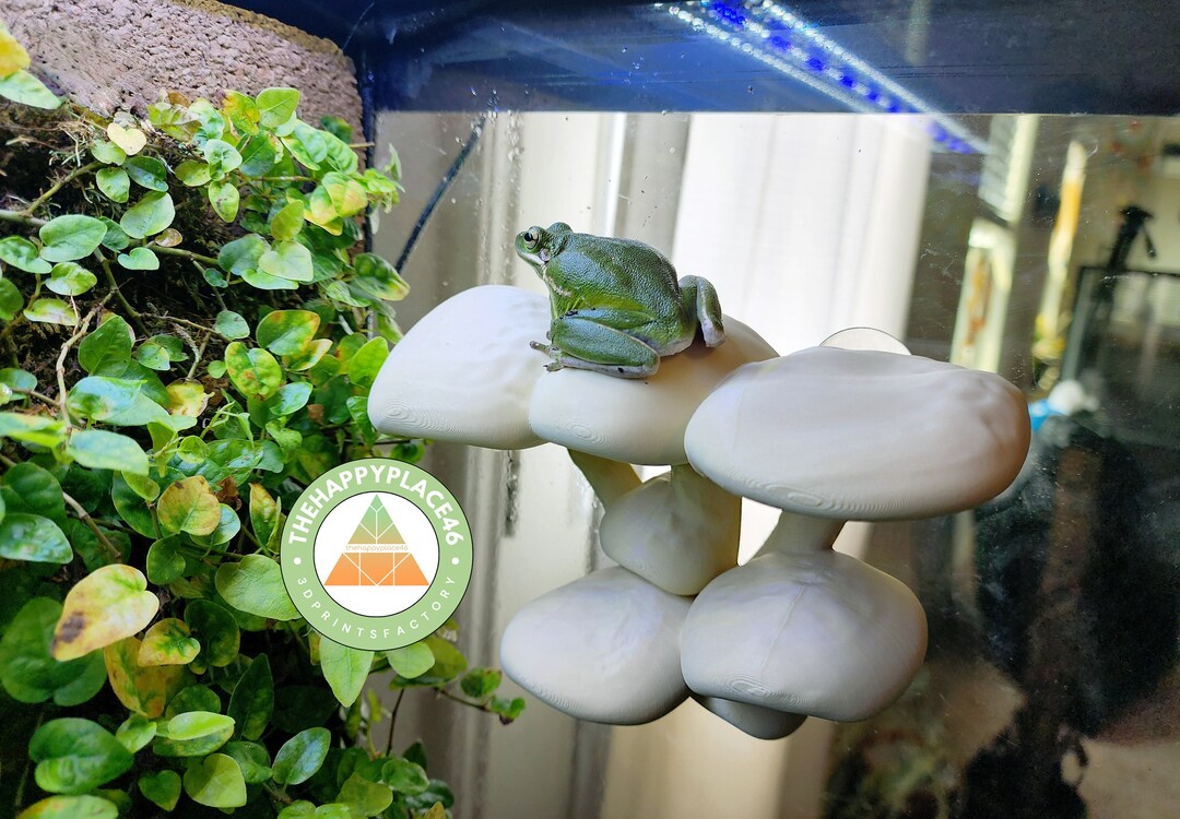 Mushroom Ledge: Two-level Reptile & Frog Terrarium Decor - Etsy
