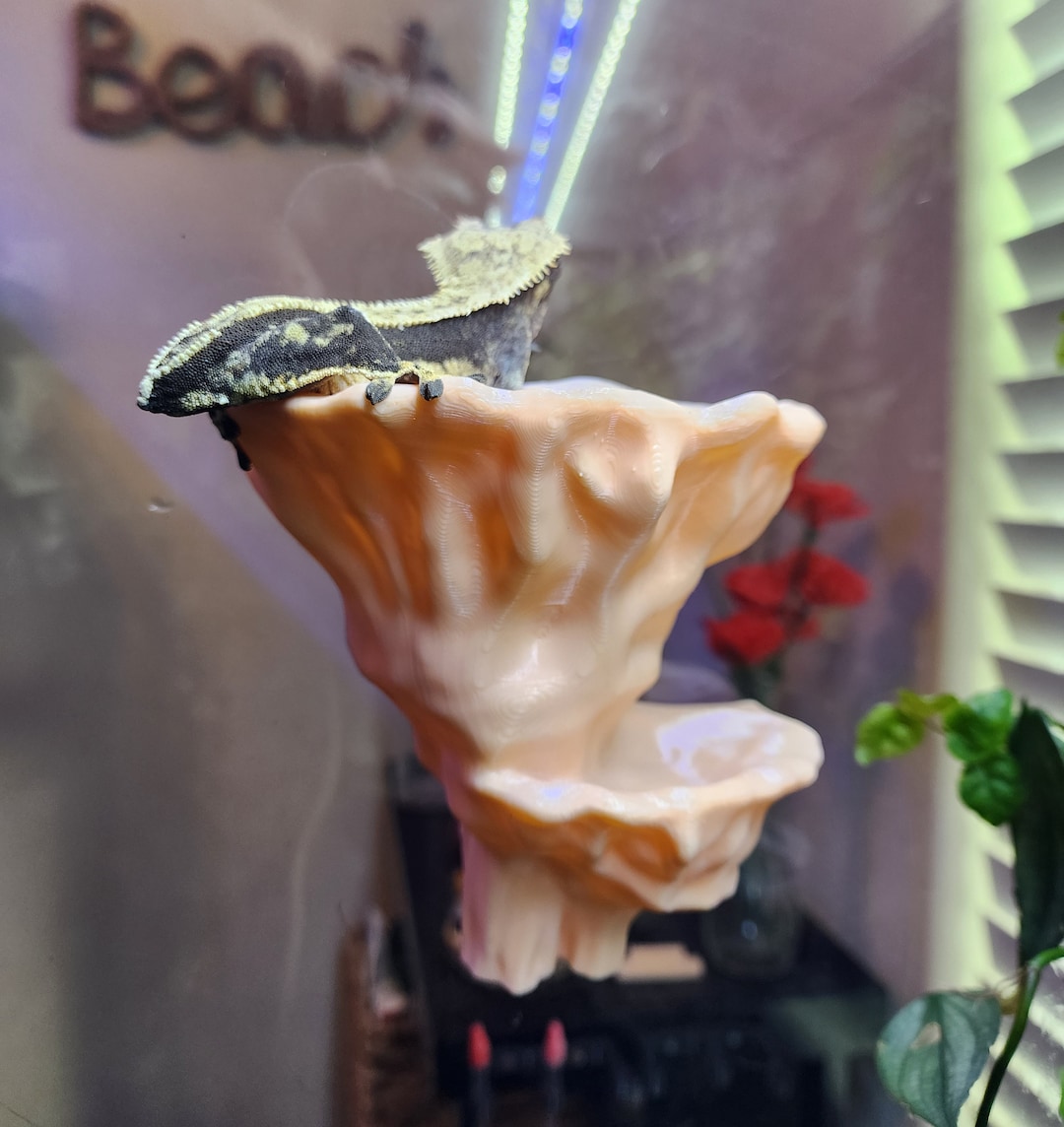 Gecko and Frog Hanging Mushroom Two Tiered Ledge - Etsy