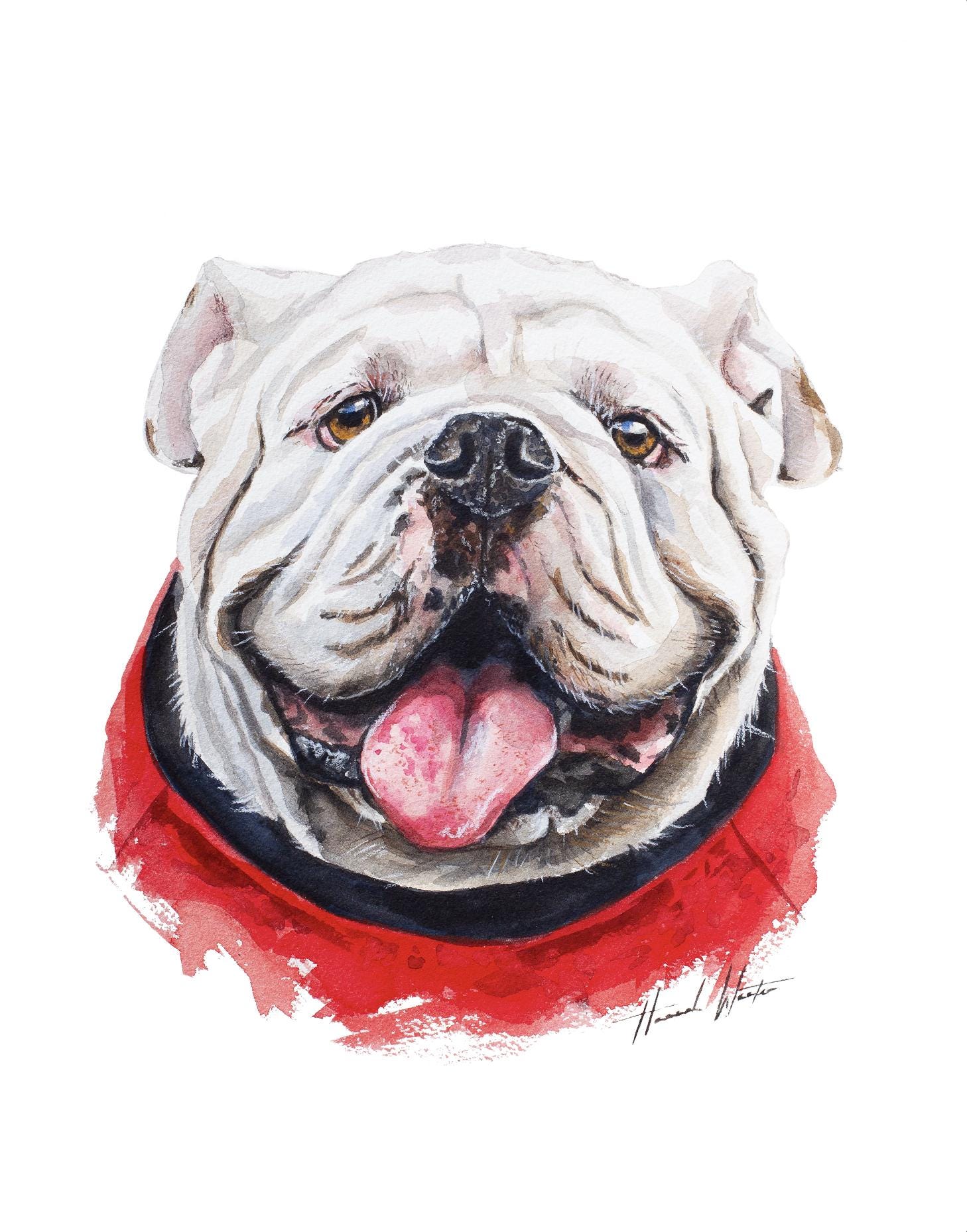 University of Georgia, Athens, Georgia Georgia Bulldog Watercolor Print ...
