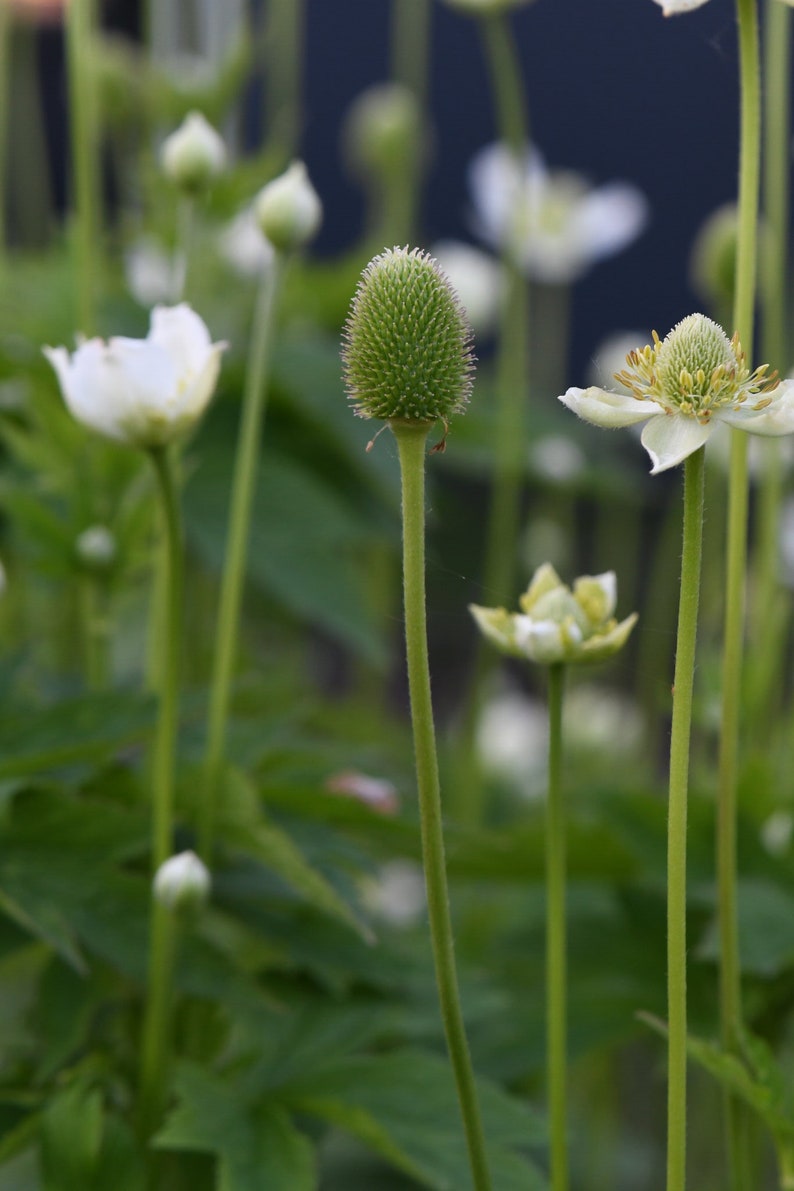 Tall Thimbleweed Anemone Virginiana Bare Root Native Plant Etsy