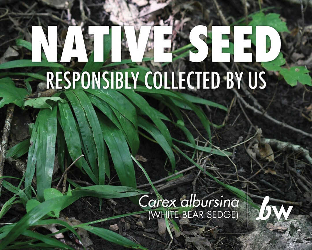 White Bear Sedge, Carex Albursina | Native Plant Seeds - Etsy