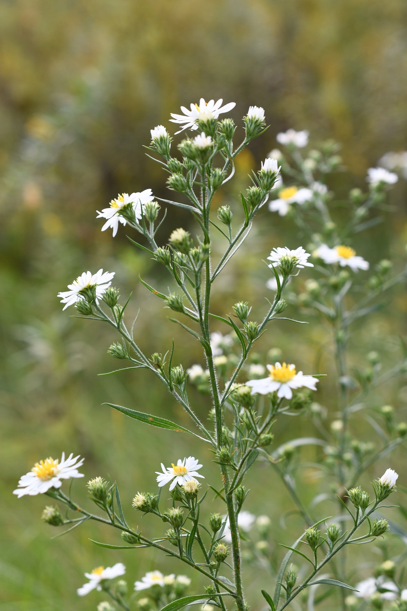Symphyotrichum Pilosum, Frost Aster, Awl Aster Native Plant Seeds - Etsy