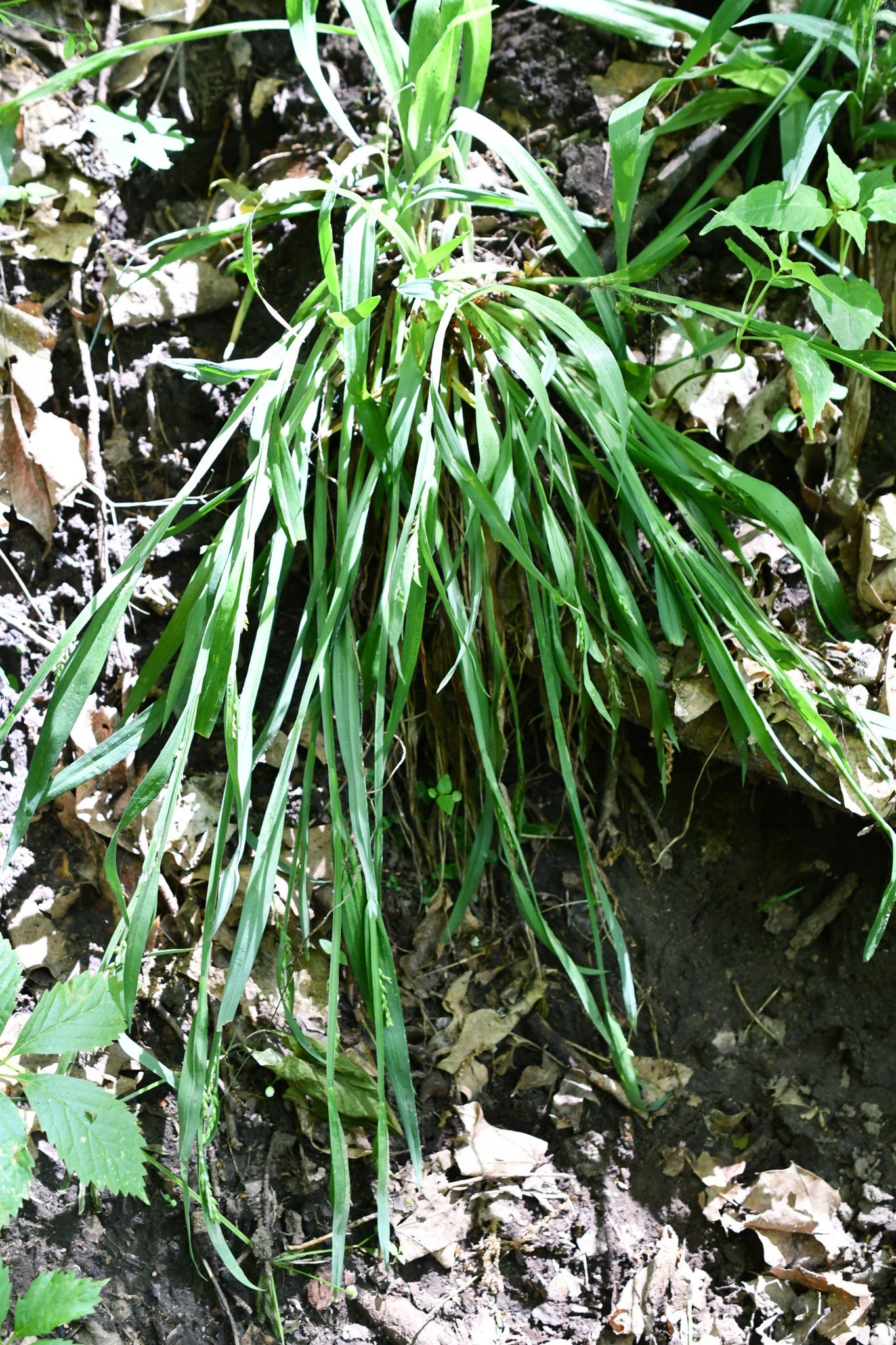 White Bear Sedge, Carex Albursina Native Plant Seeds - Etsy