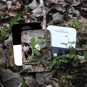 Flash Cards to Learn Native Plant Names, Learn Native Plants of the ...