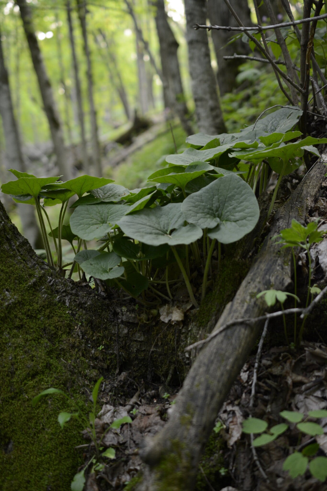 Asarum Canadense Wild Ginger Bare Root Native Plant - Etsy