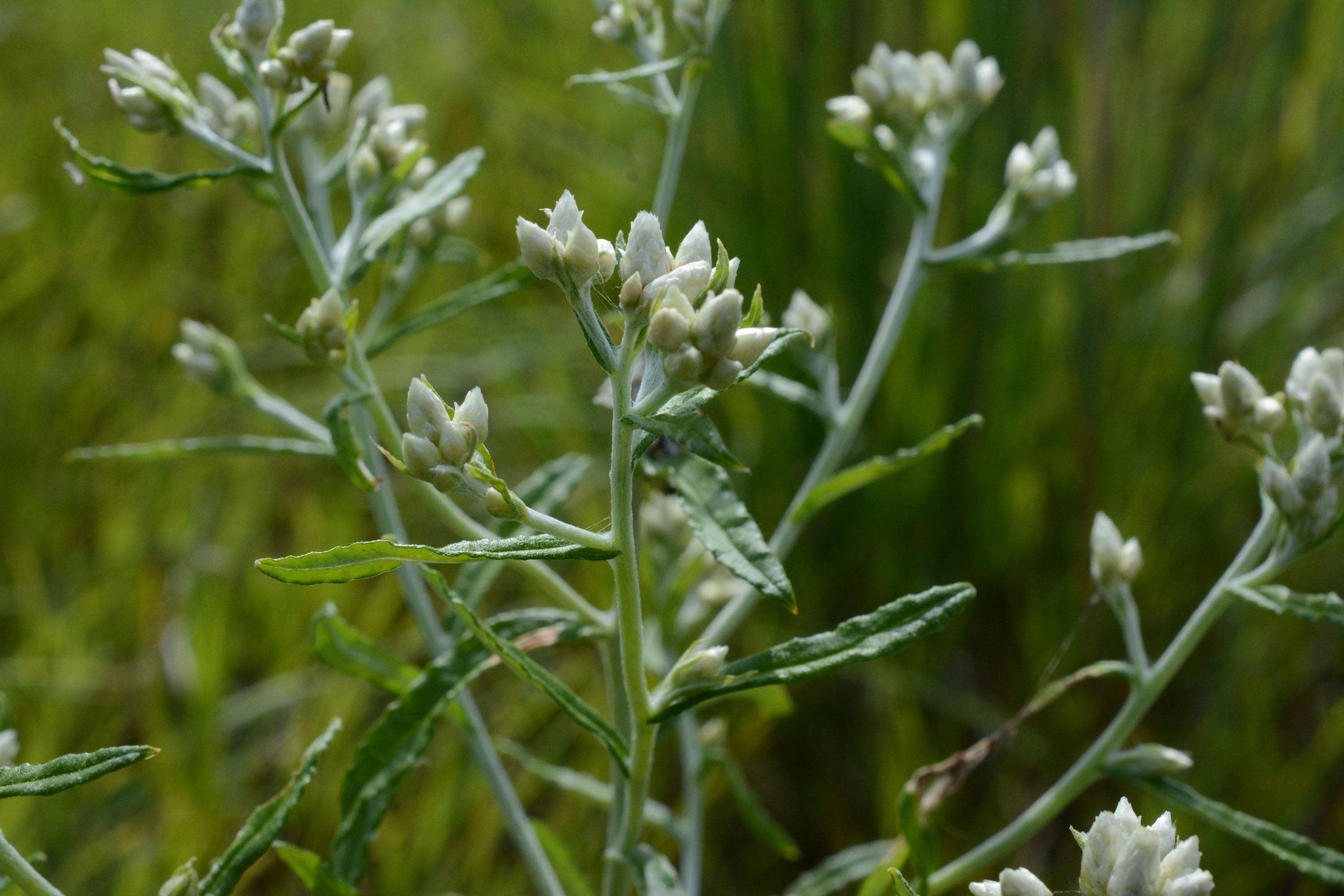 Pseudognaphalium Obtusifolium, Sweet Everlasting, Old-field Balsam ...