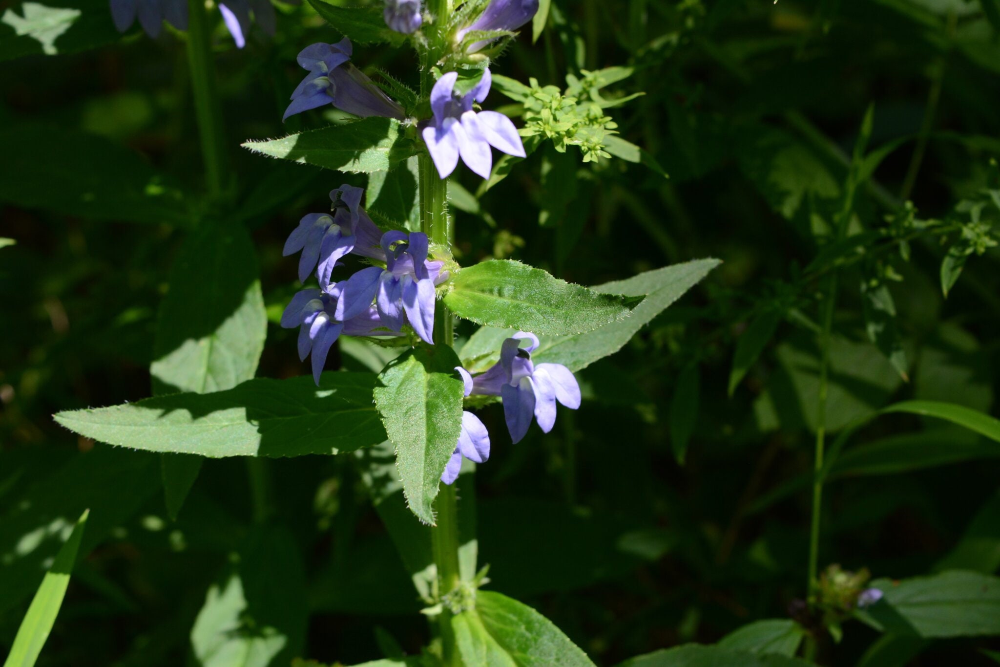 Lobelia Siphilitica Blue Lobelia Native Plant Seeds - Etsy