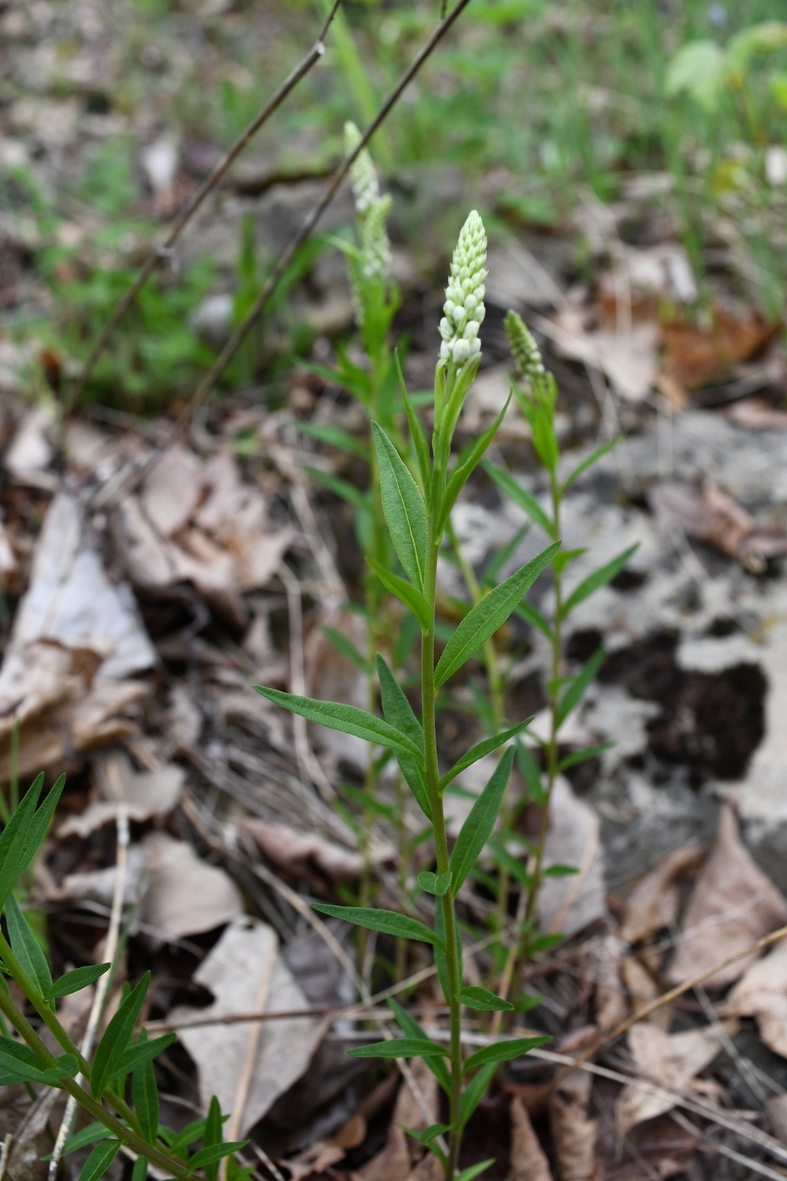 Seneca Snakeroot, Polygala Senega | Native Plant Seeds - Etsy