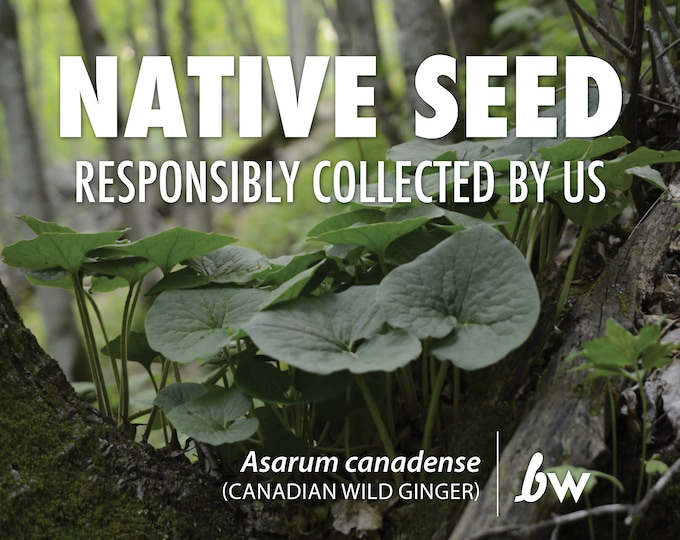 Asarum Canadense, Canadian Wild Ginger | Native Plant Seeds - Etsy
