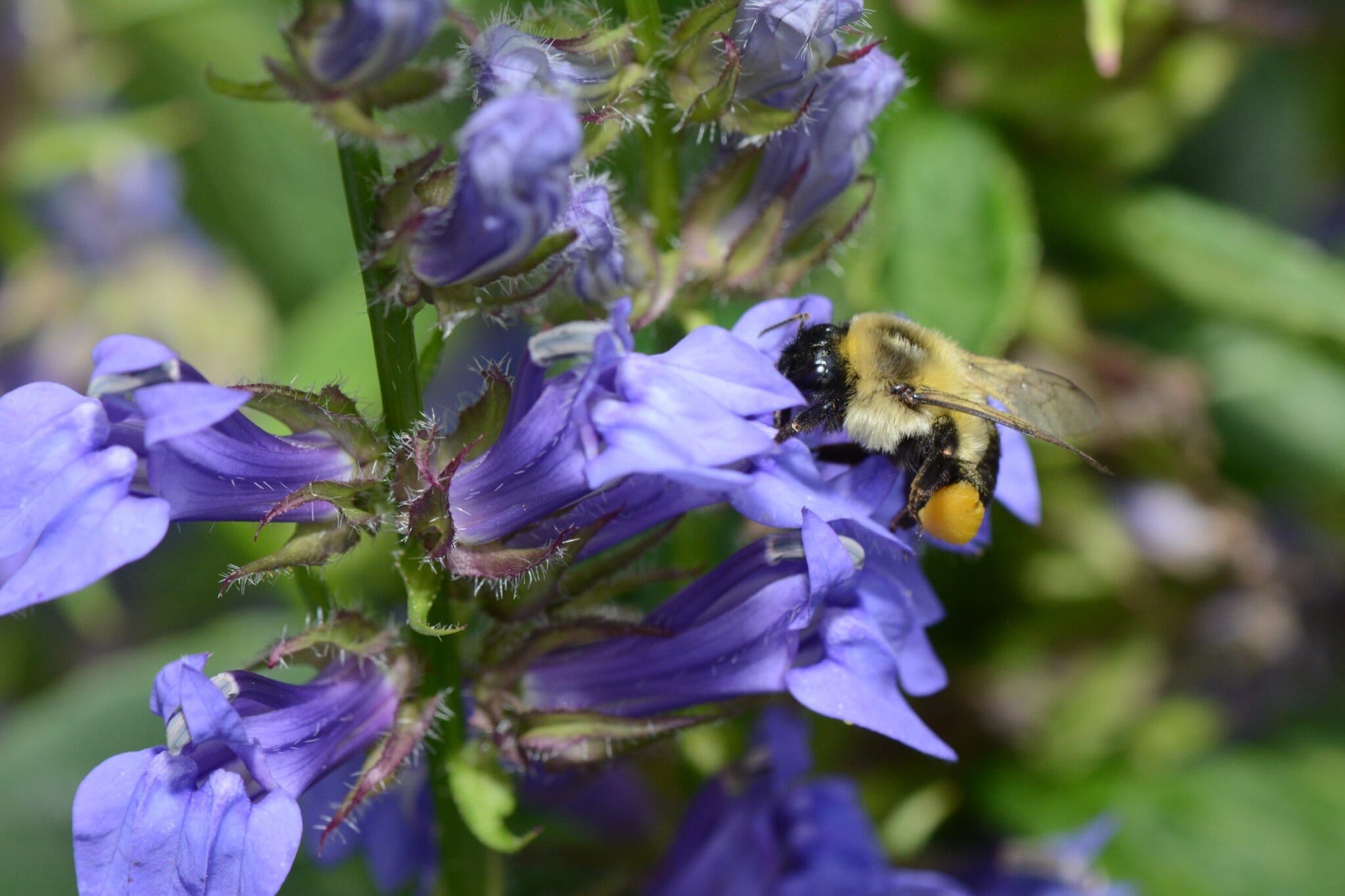 Lobelia Siphilitica Blue Lobelia Native Plant Seeds - Etsy