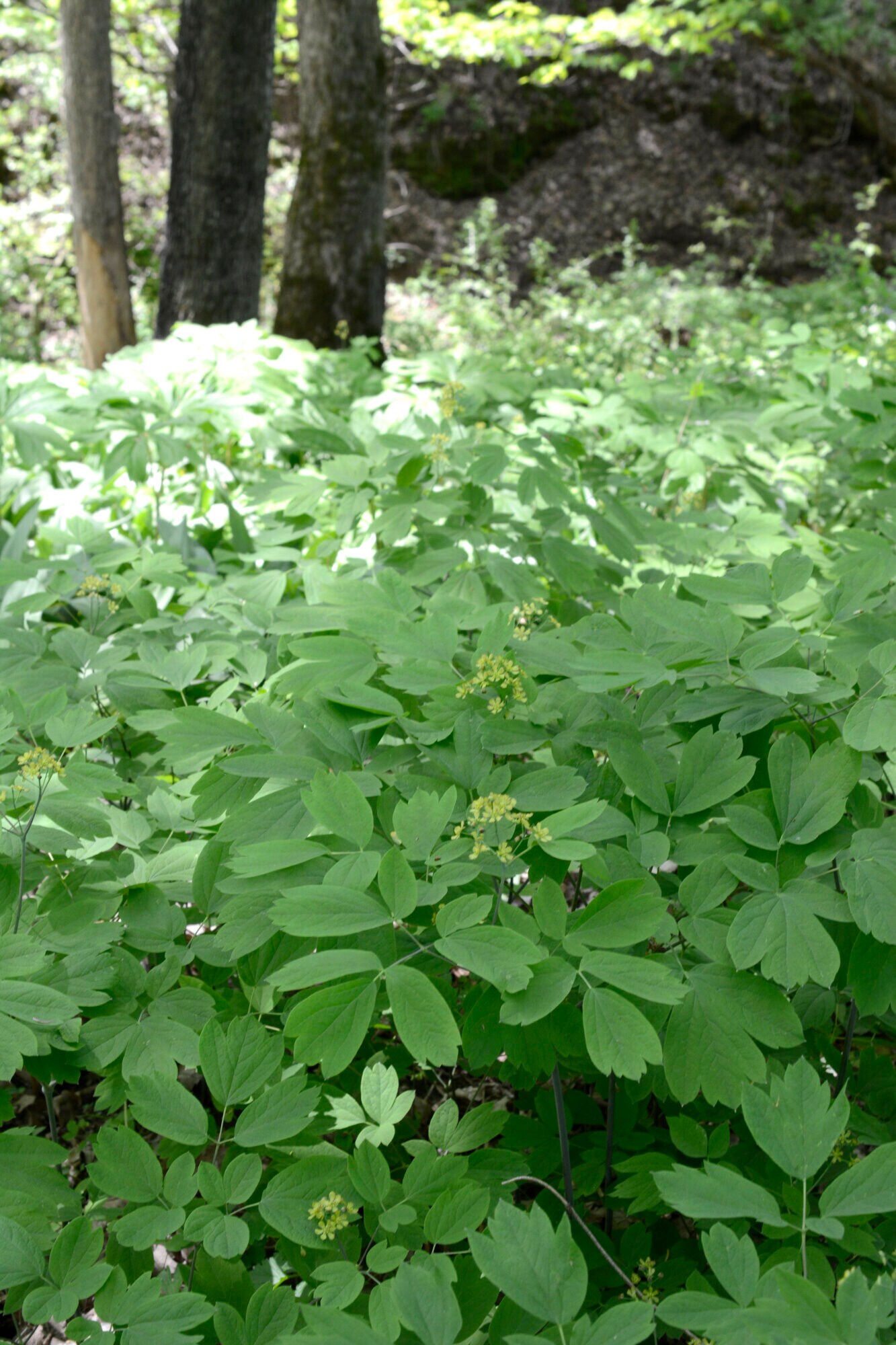 Blue Cohosh Caulophyllum Thalictroides Native Plant Seeds - Etsy