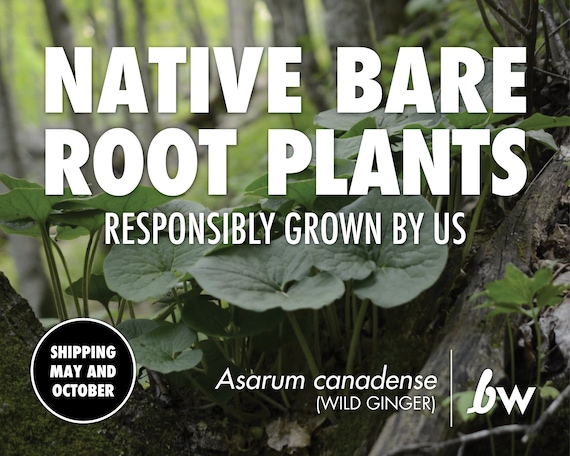 Asarum Canadense Root