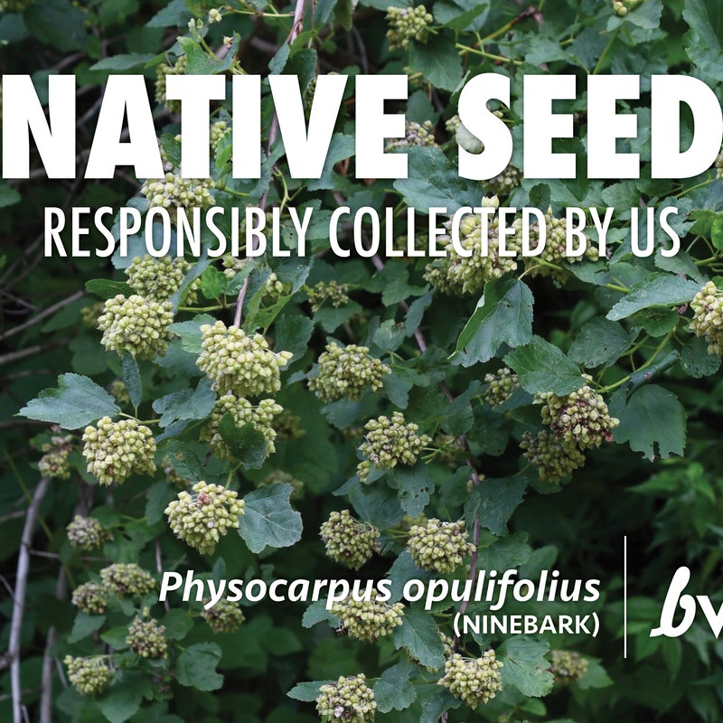 Native Plants Map - Etsy