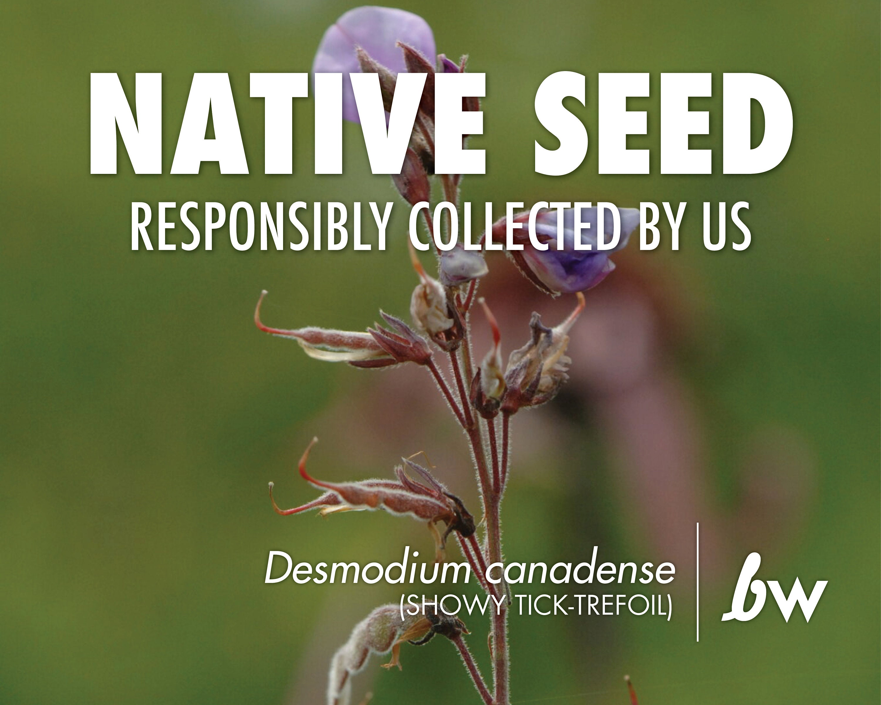 Desmodium Canadense, Showy Tick-trefoil Native Plant Seeds - Etsy