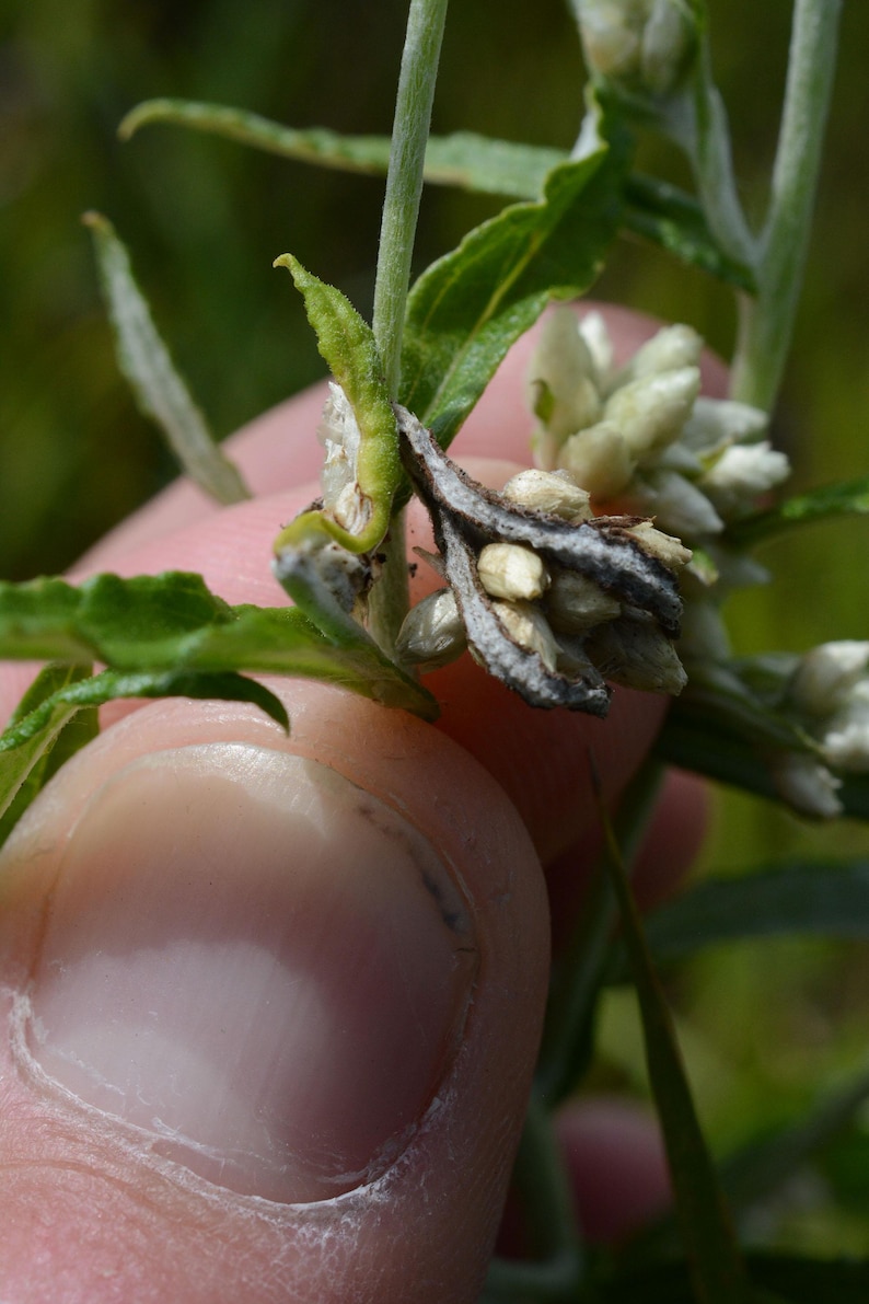 Pseudognaphalium Obtusifolium, Sweet Everlasting, Old-field Balsam ...